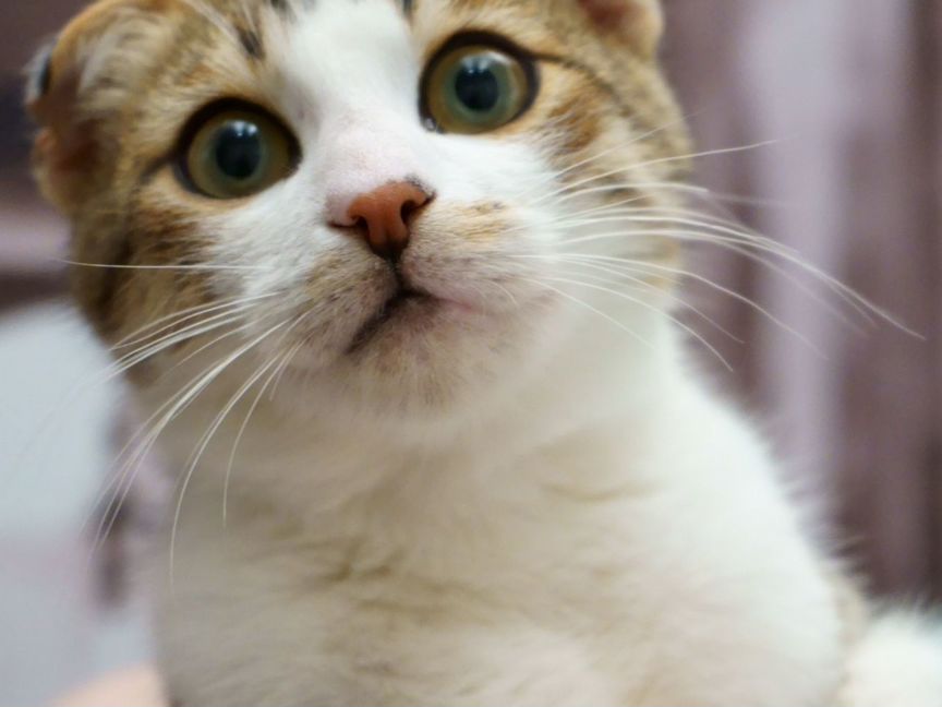 Молодой вислоухий кот