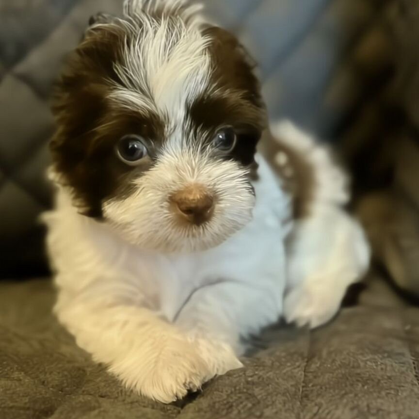 Йоркширский терьер, щенок