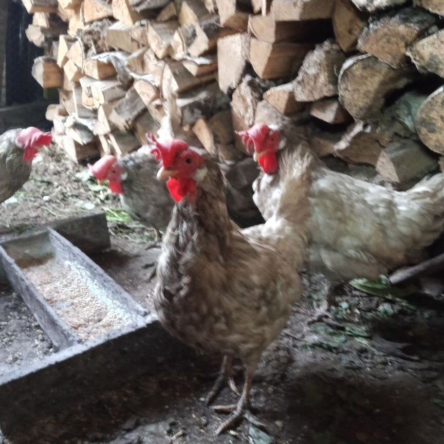 Курицы несушки домашние