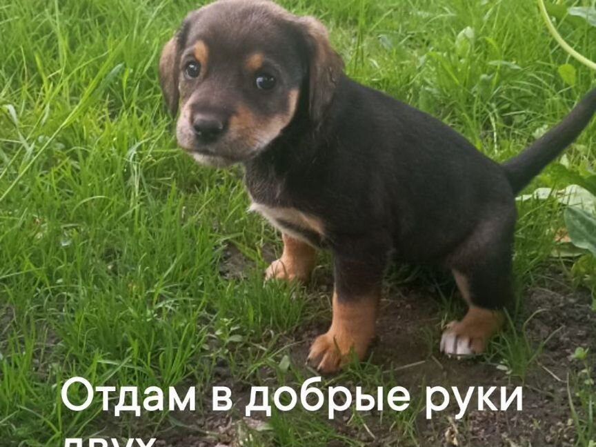 В добрые руки щенки Эстонской гончей