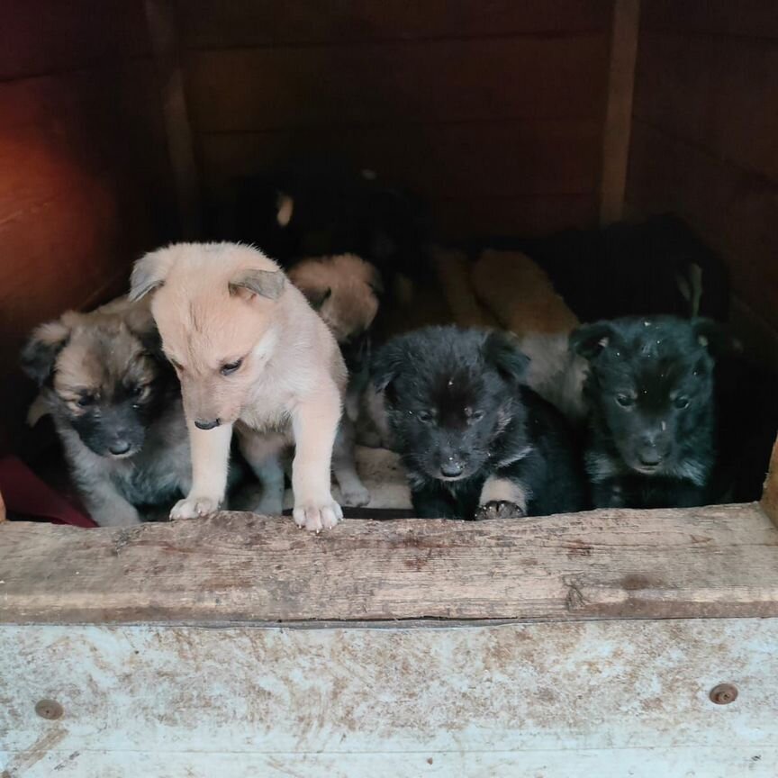 Отдам в добрые руки шенков смешаной породы