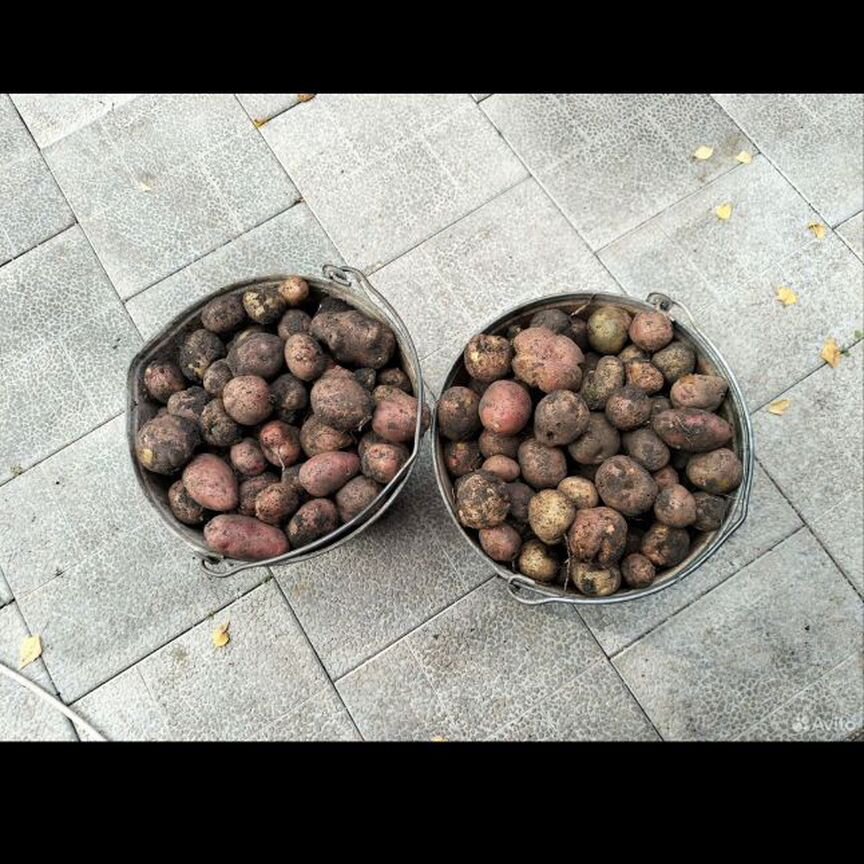 Картофель мелкий на корм скоту