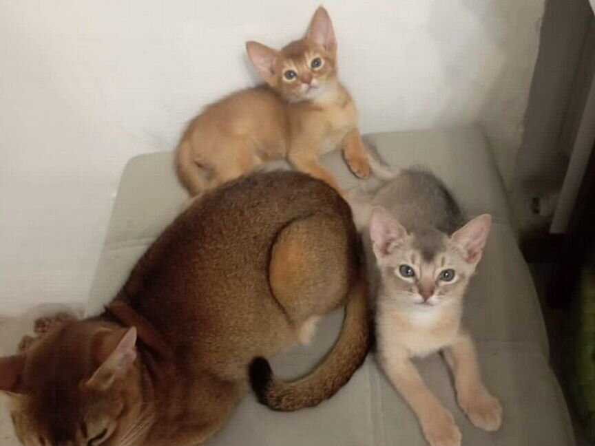 Абиссинская кошка