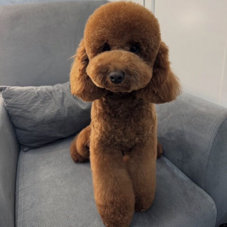 Той-пудель, вязка