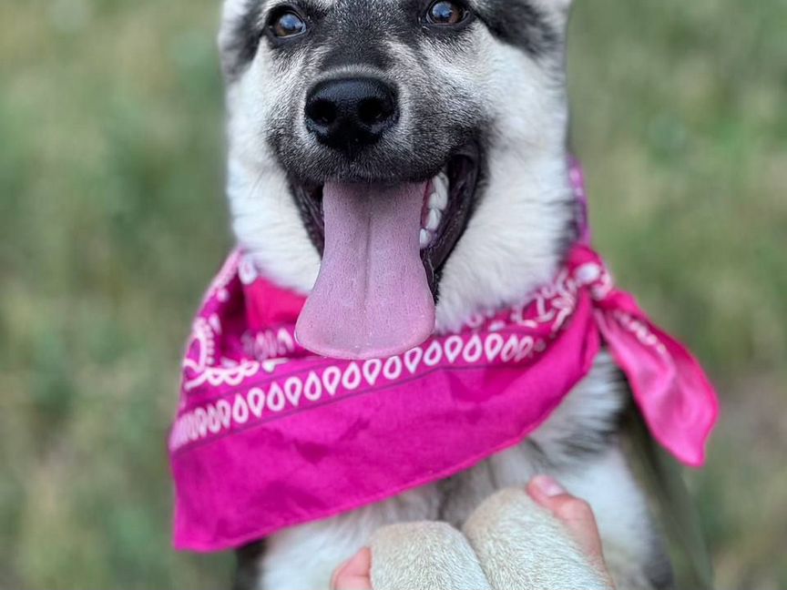 Вьюга, щенок в добрые руки