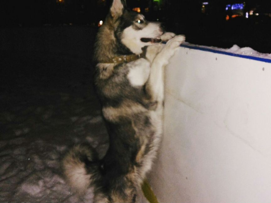 Аляскинский маламут