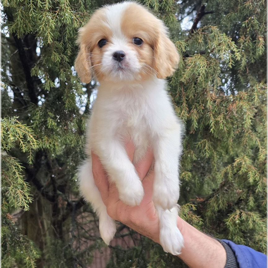 Кавалер кинг-чарльз-спаниель, щенок