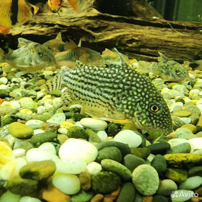 Коридорасы разные