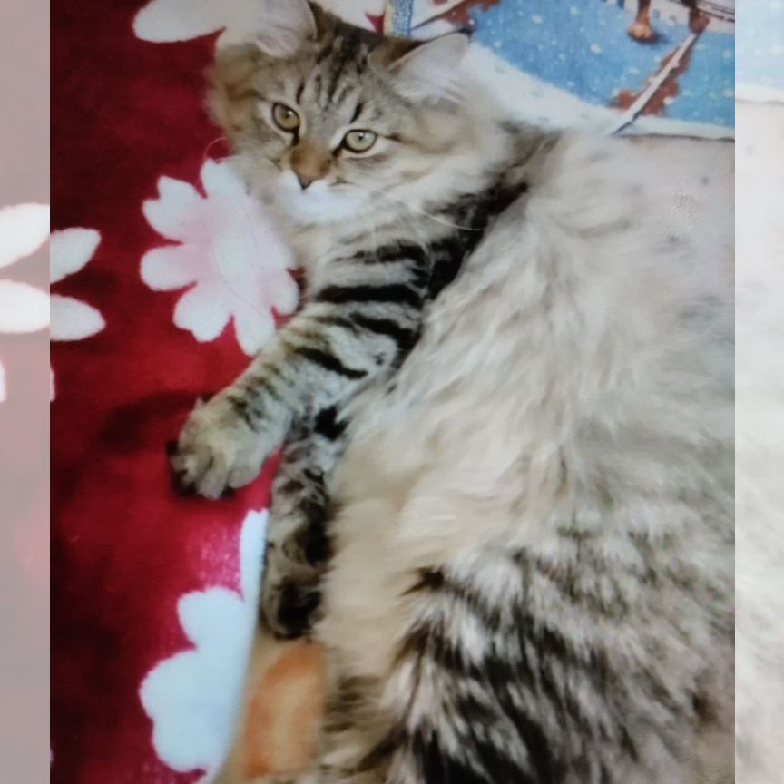 Сибирская кошка