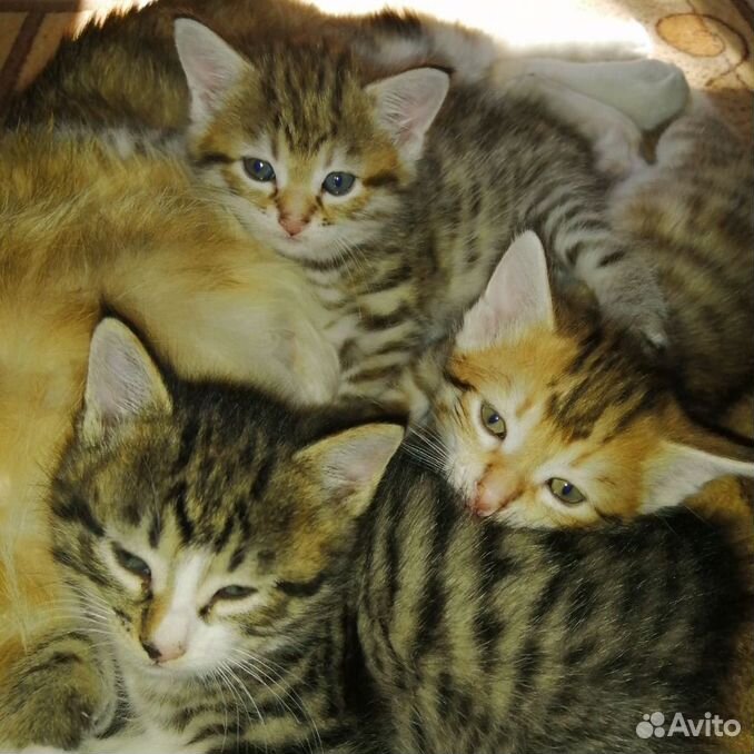 Кошки курильский бобтейл