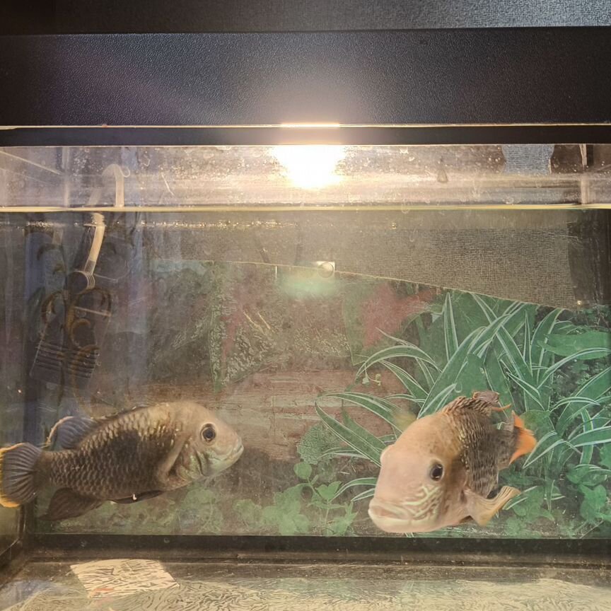 Акара бирюзовая пара, самец и самка