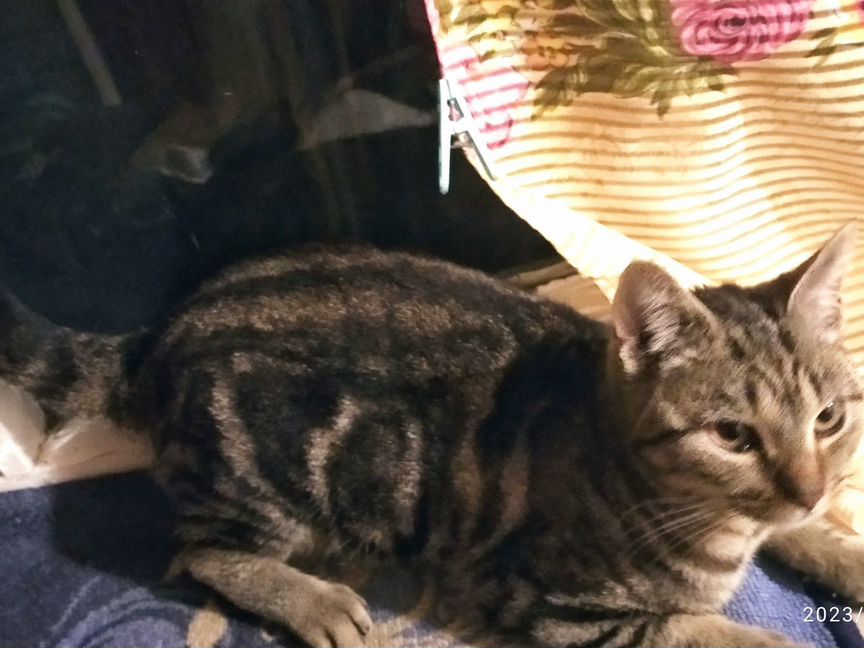 Кошки в добрые руки