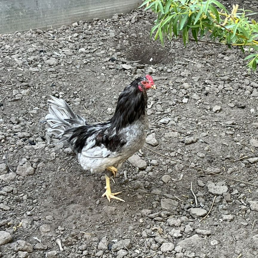 Молодые петухи