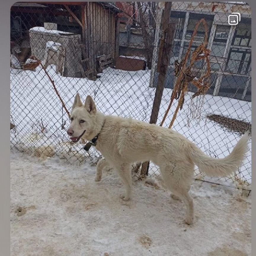 Собака помесь