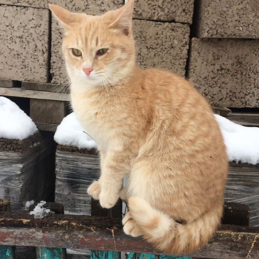 Бездомный котенок