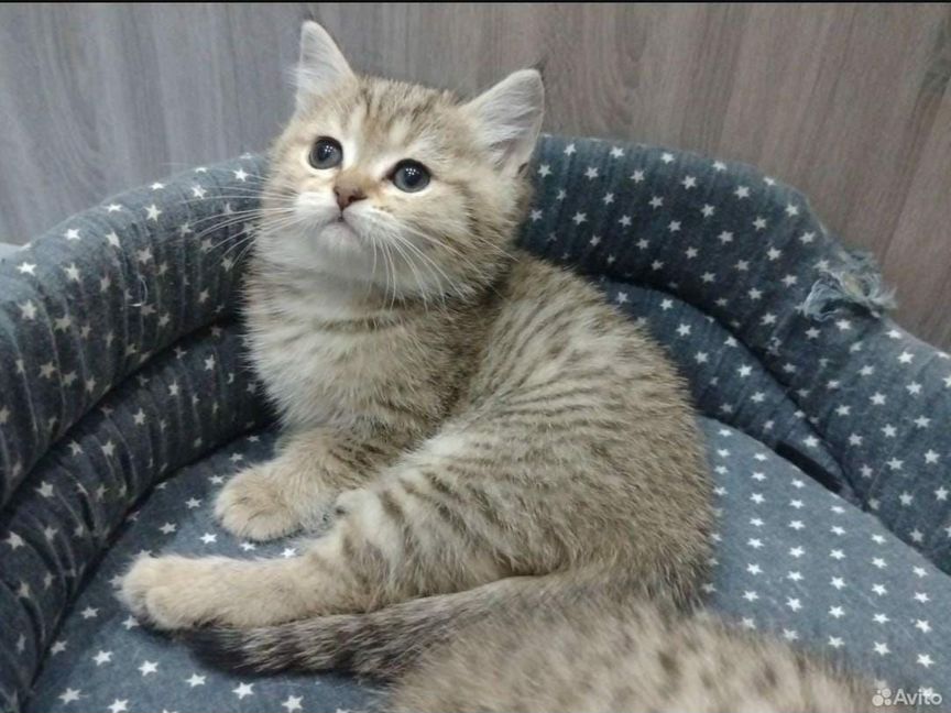 Котенок Пушистик