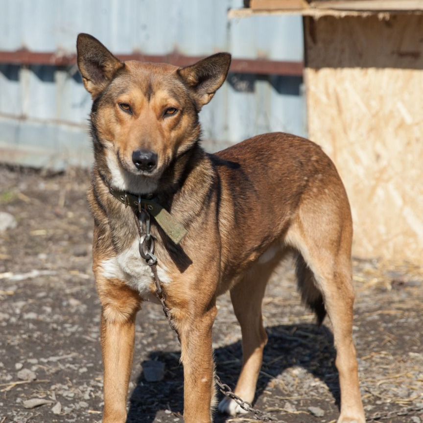 Красавчик Мачо в дар