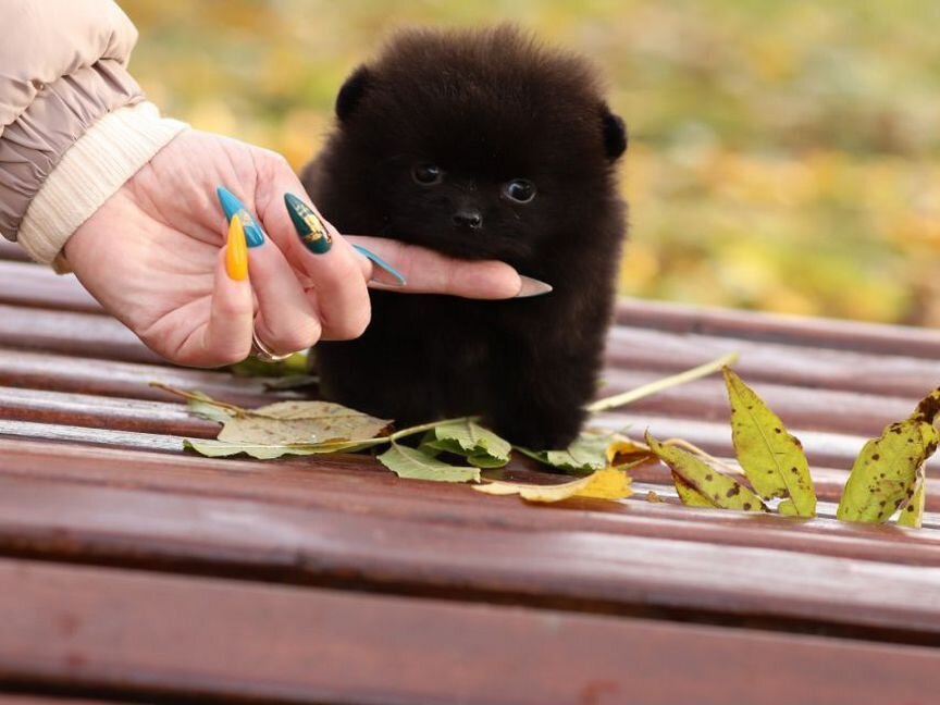 Микро мини Померанский шпиц тикап