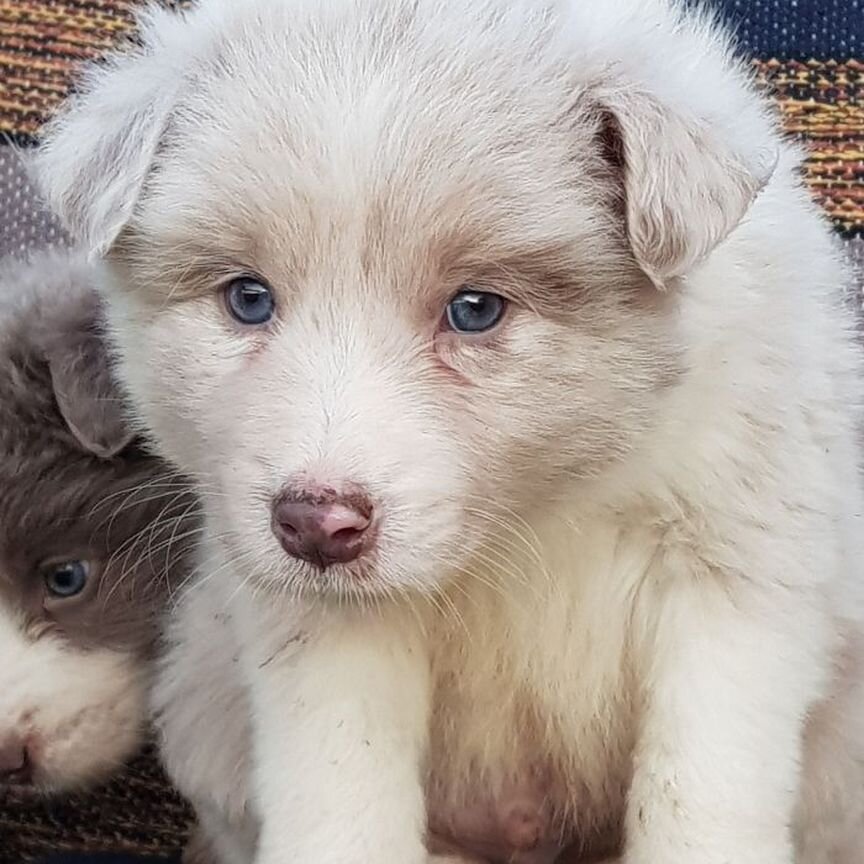 Щенки бордер колли