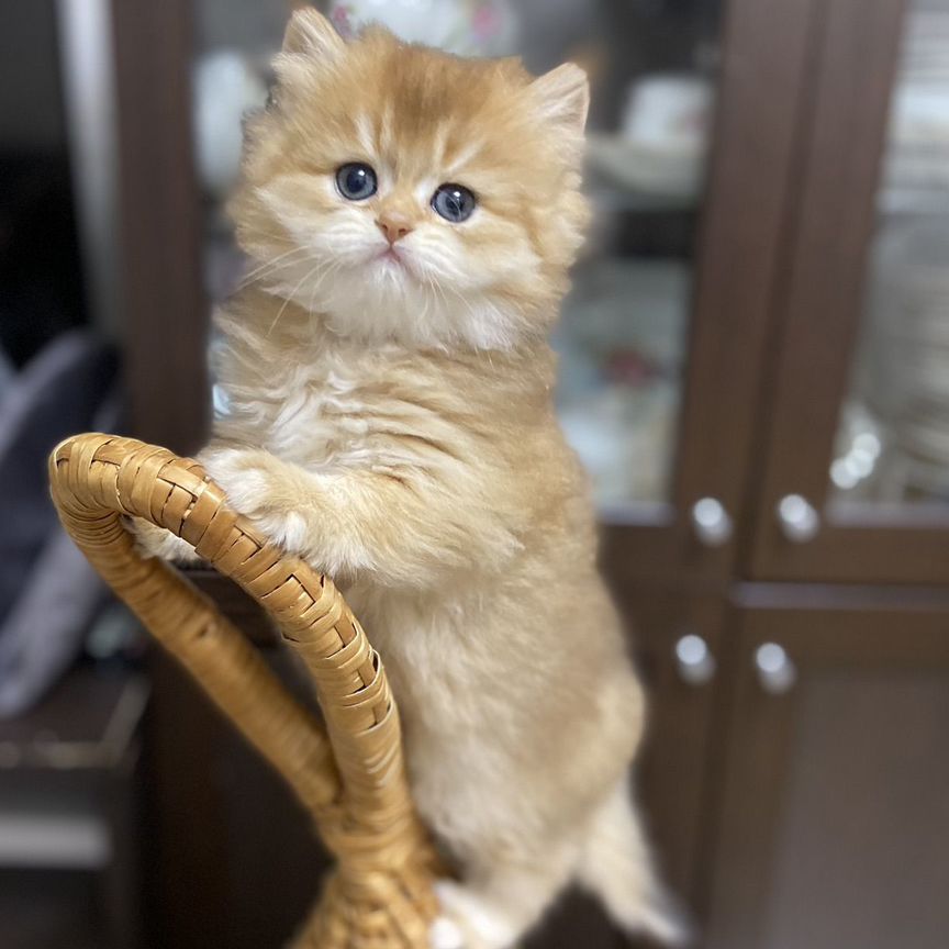 Британская кошечка Санта ny 12