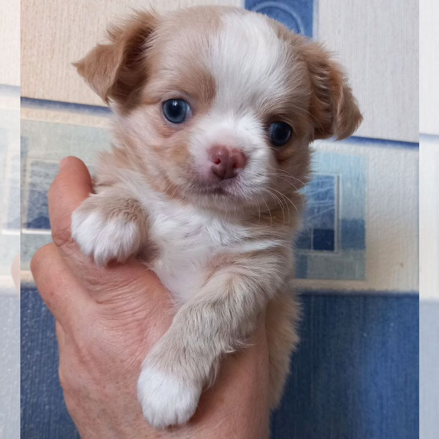 Чихуахуа, щенок