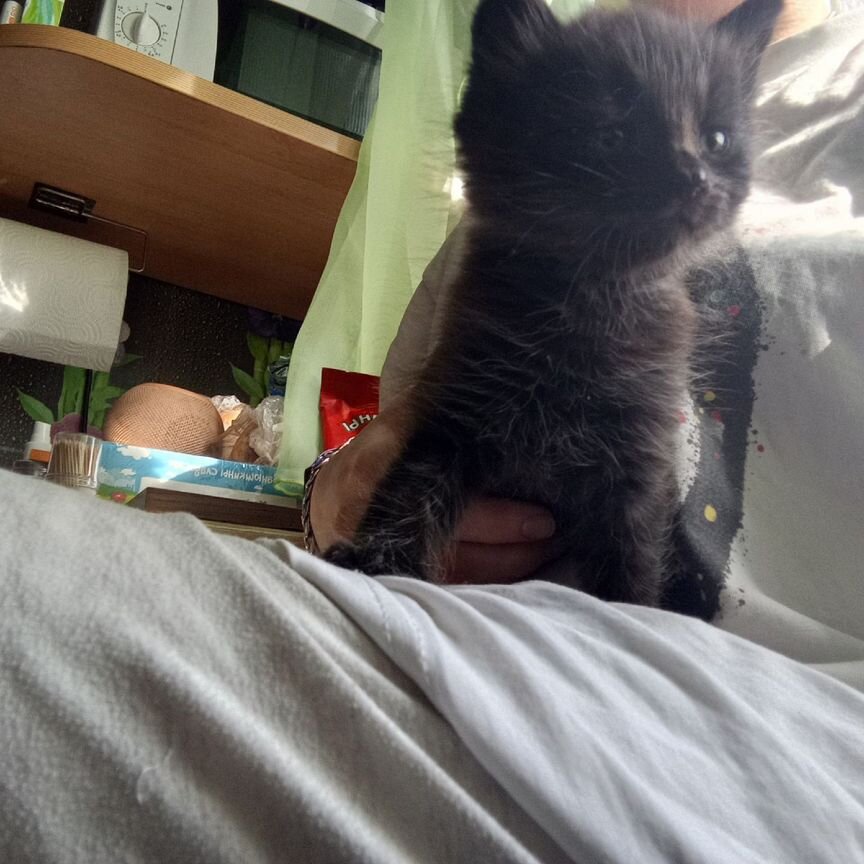 Котята в добрые руки даром