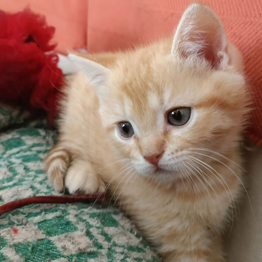 Котенок в добрые руки