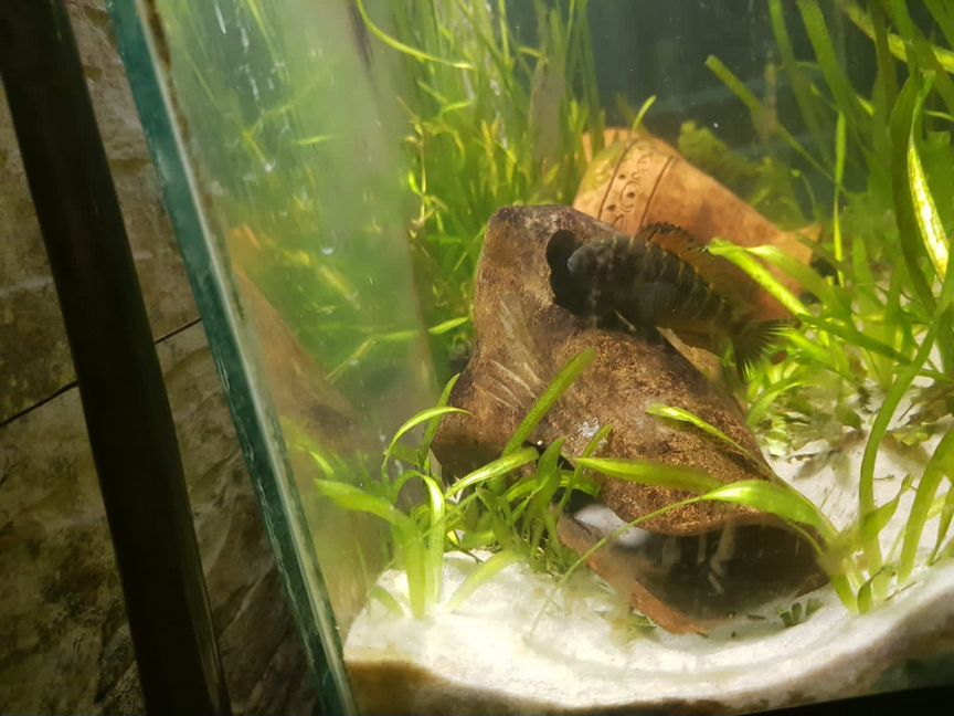 Трофеус молиро