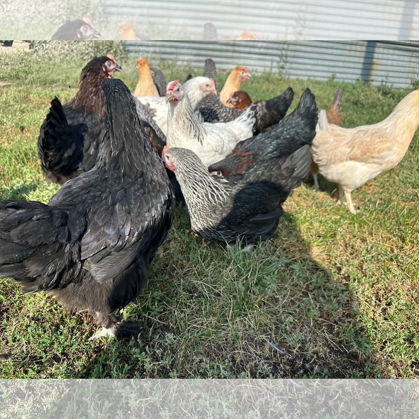 Куры несушки с доставкой