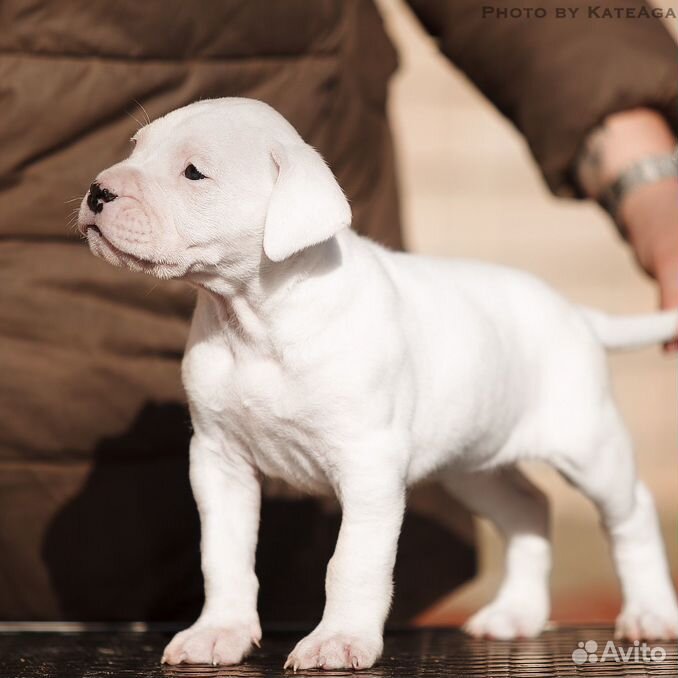 Аргентинский дог