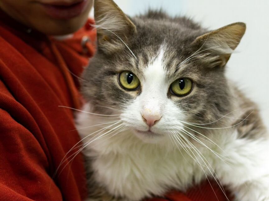 Ласковая кошечка Мята ищет дом