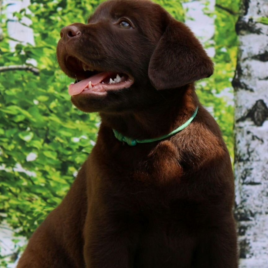 Шоколадные девочки лабрадор