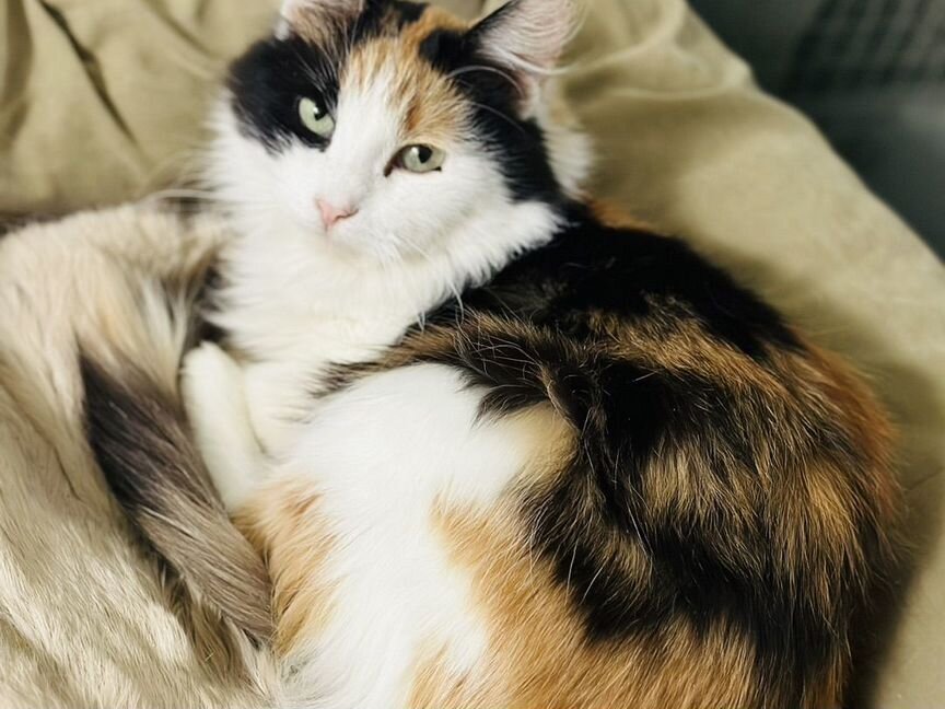 Кошка стерилизованная в добрые руки