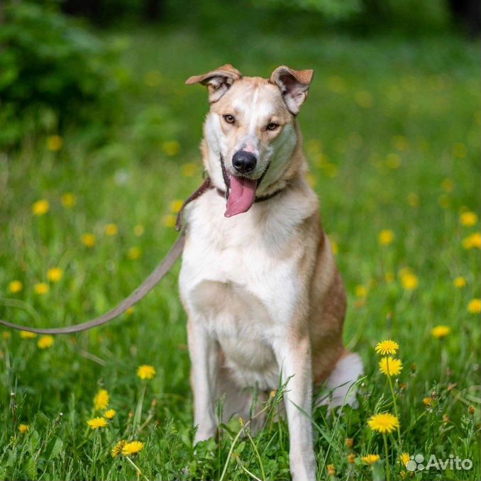 Майя ищет Дом