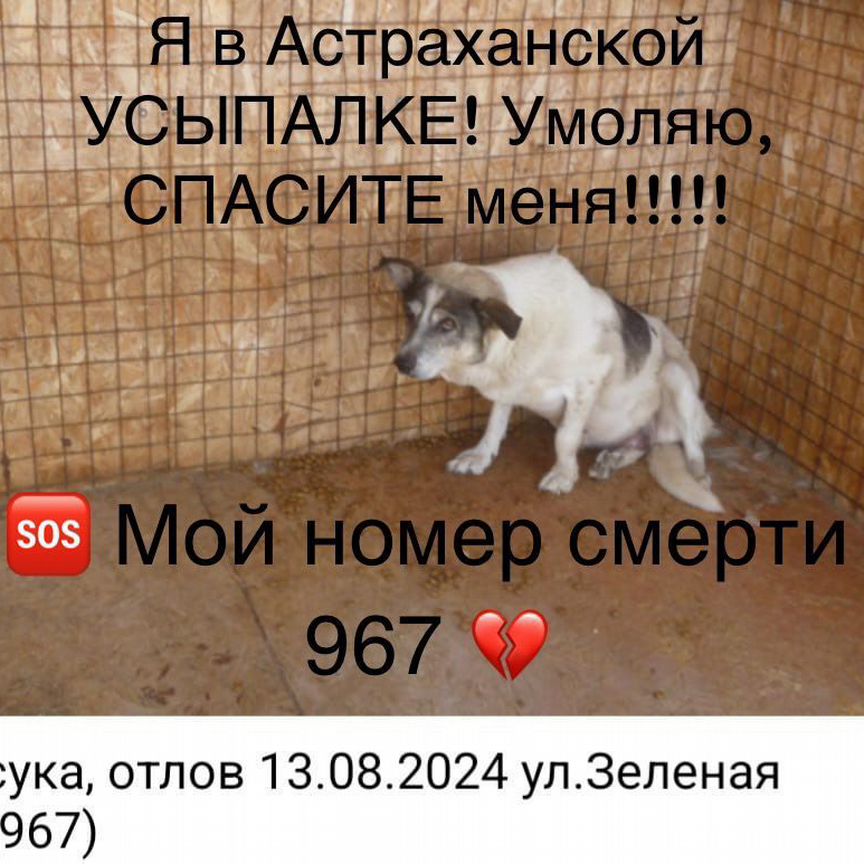 Собака в добрые руки