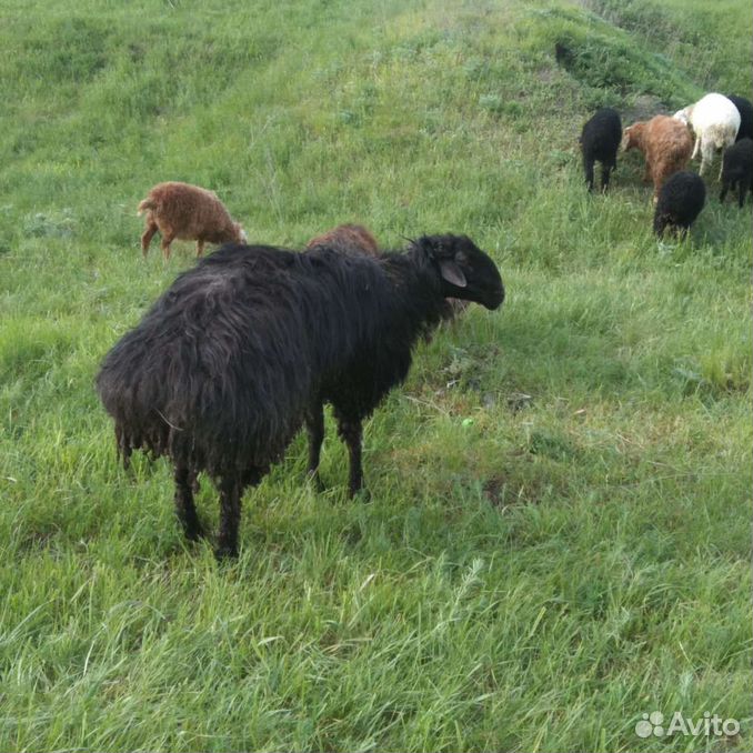 Овцы барана ягнята