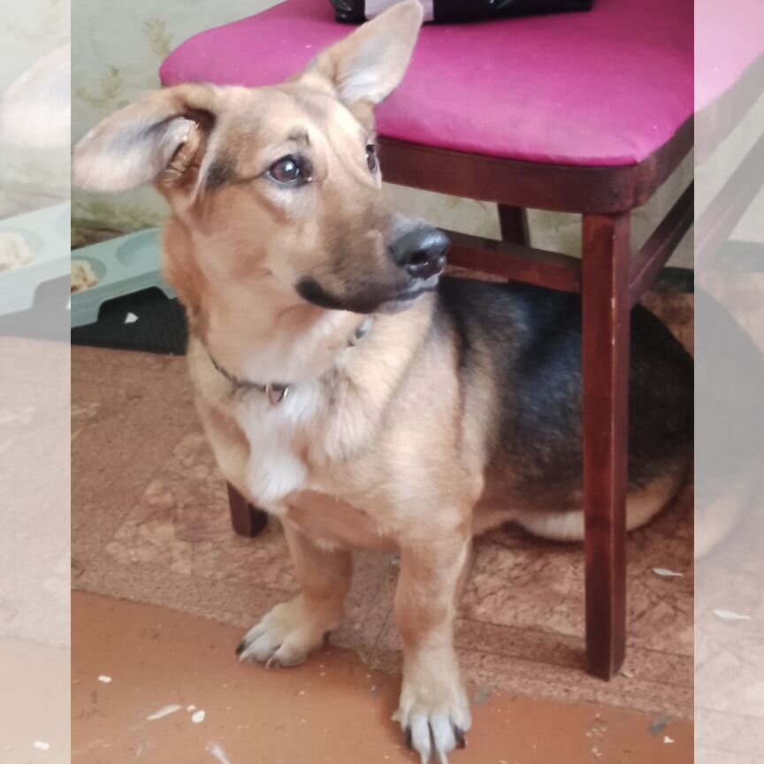 Взрослая собака в добрые руки