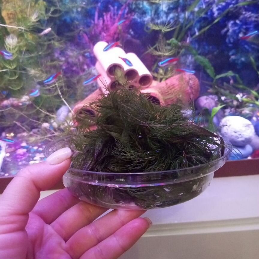 Роголистник в аквариум