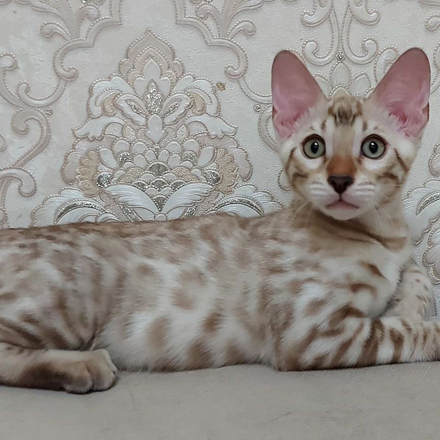 Бенгальская