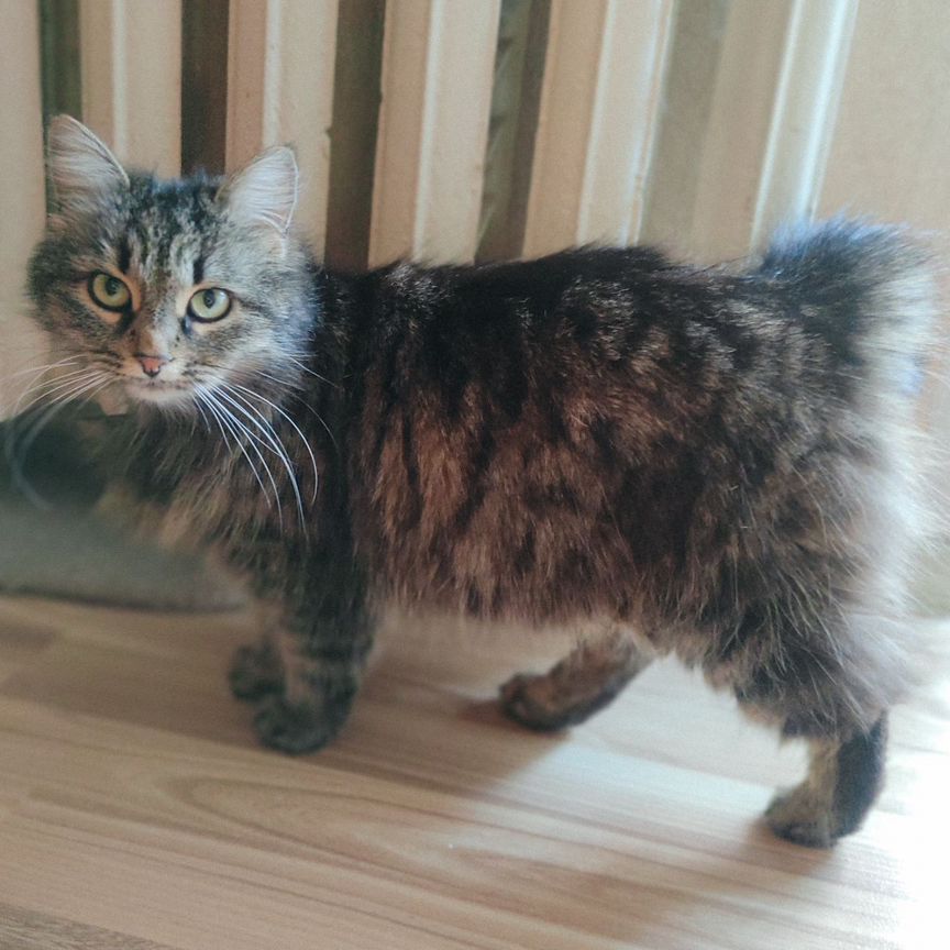 В добрые руки