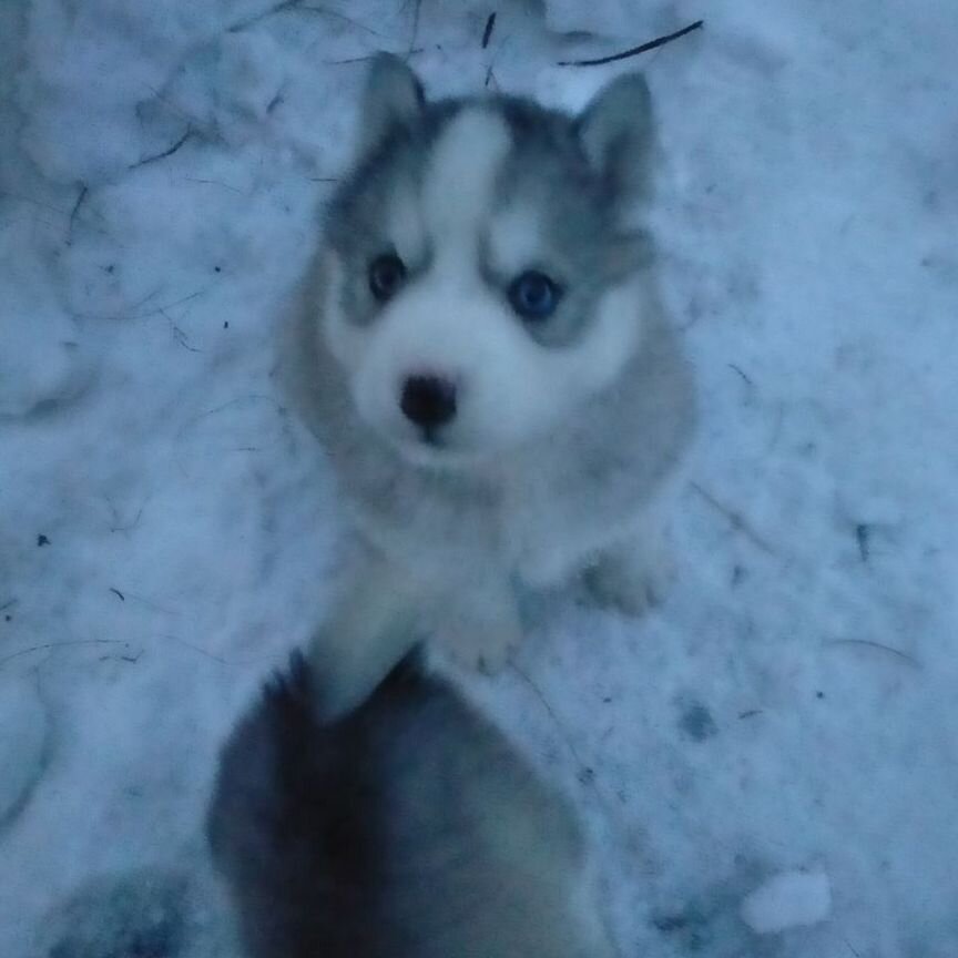 Сибирский хаски, щенок
