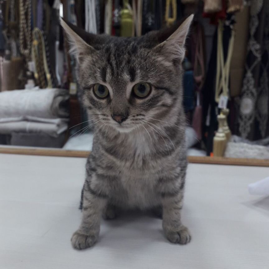 Котенок мальчик.3 месяца