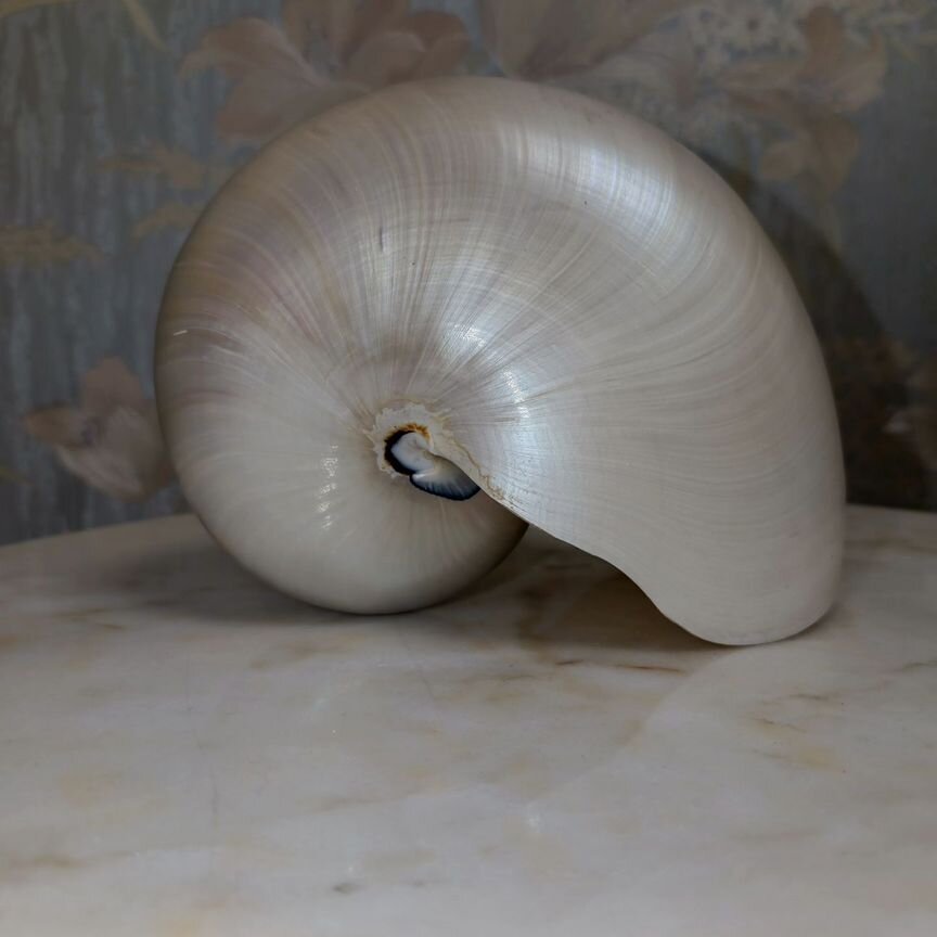 Раковина Наутилус Помпилиус