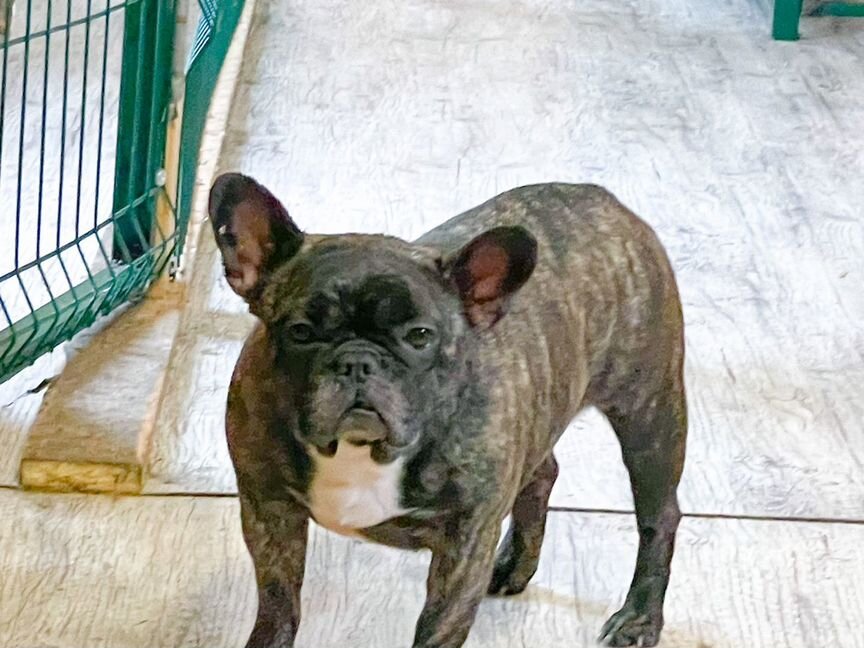 Французский бульдог