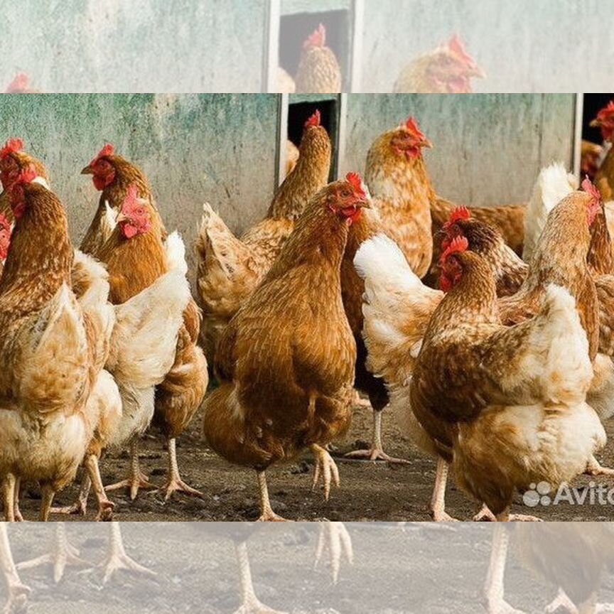 Несушки с доставкой