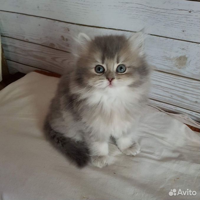 Шотландская кошечка хайленд