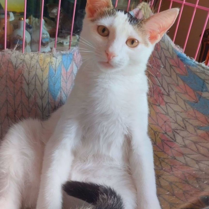 Ручной котенок Гриша хочет стать домашним