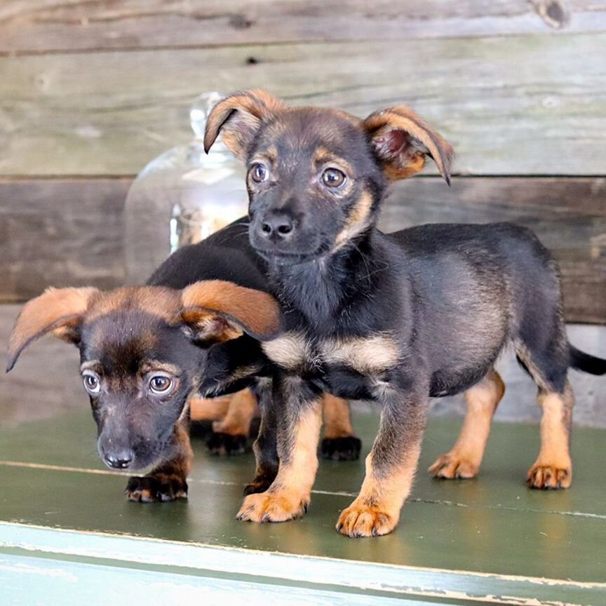Щенки