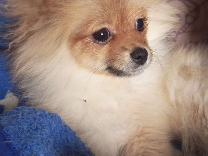 Два щеночка шпица