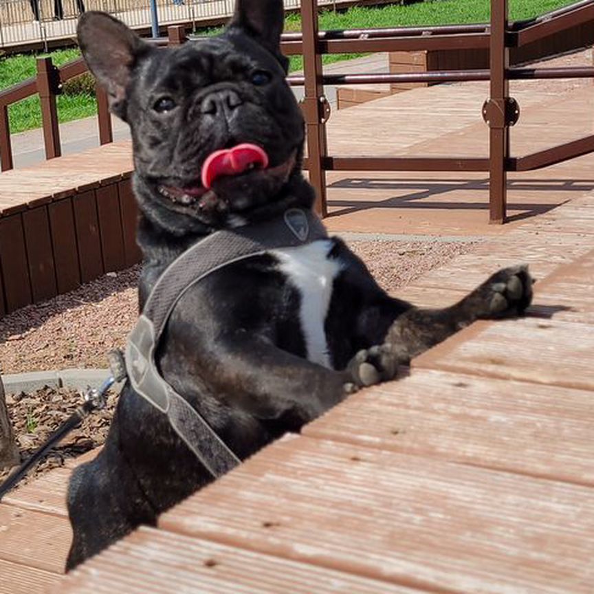 Вязка с французским бульдогом